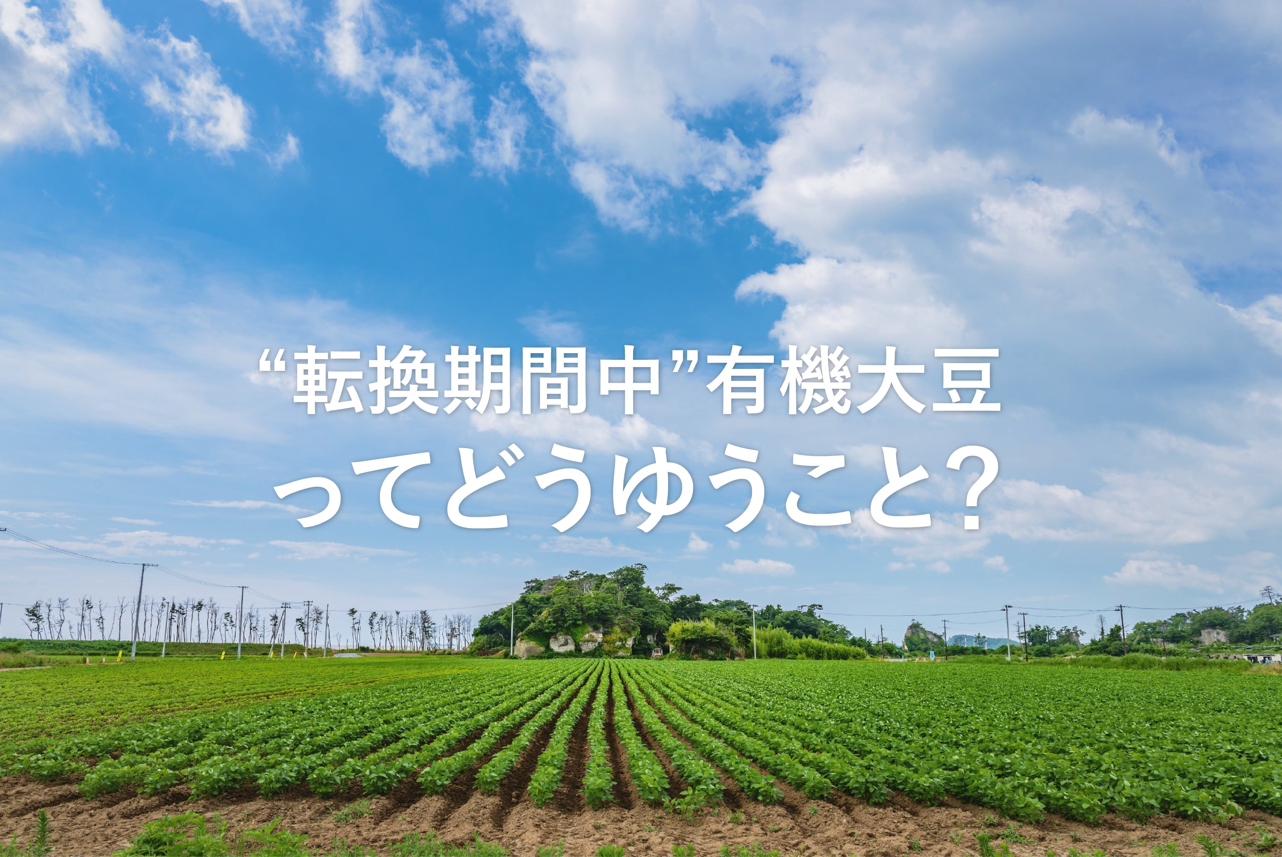 ″転換期間中″有機大豆ってどうゆうこと？ – Soply（ソプリー）